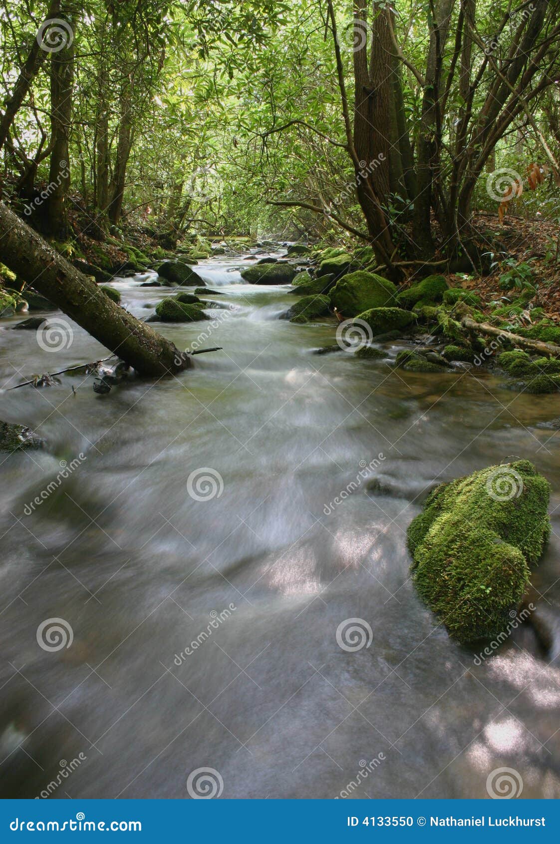 Stream Flowing through Forest Stock Photo - Image of river, nature: 4133550