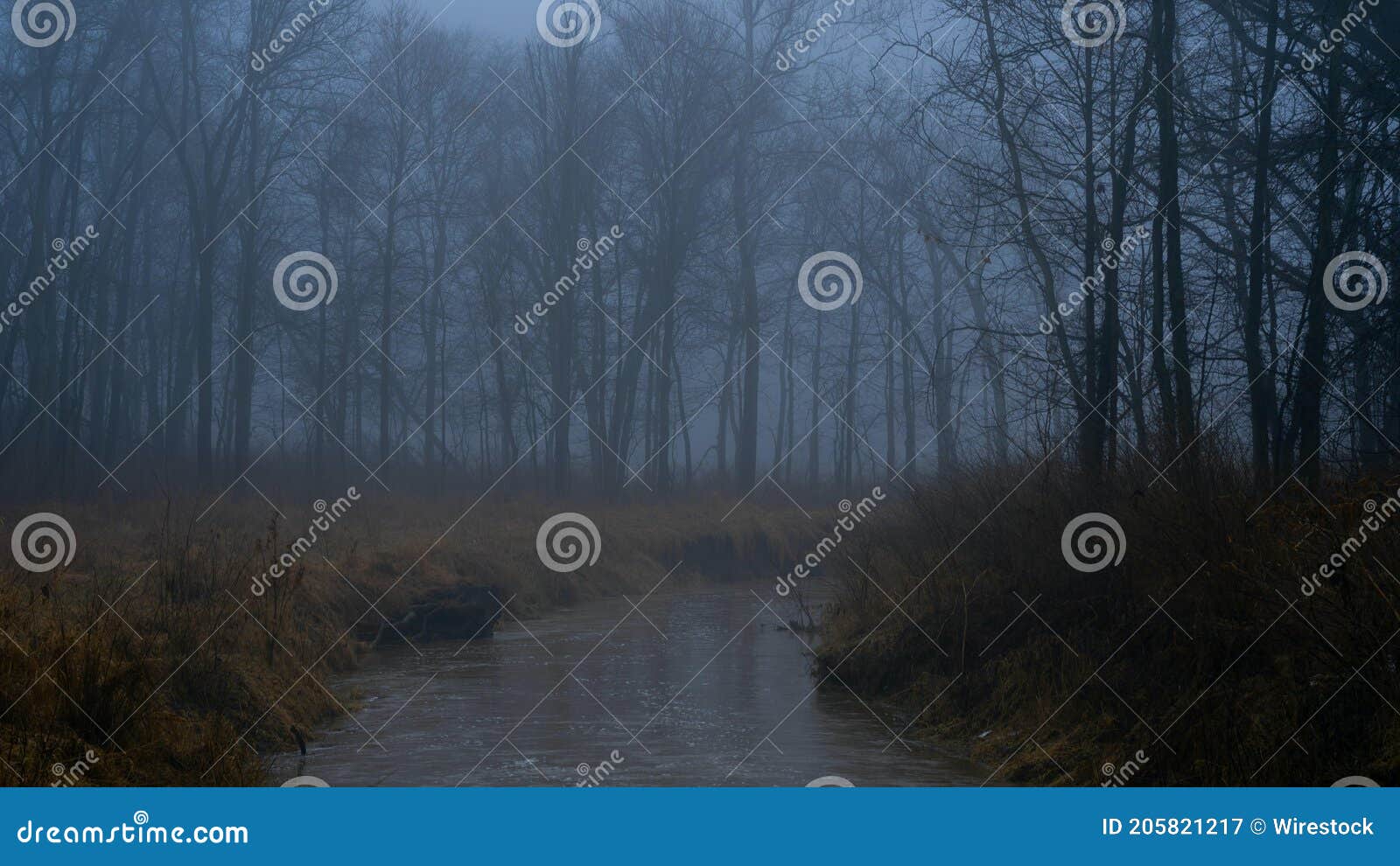 Stream Flowing in a Forest Covered by a Fog Stock Image - Image of ...