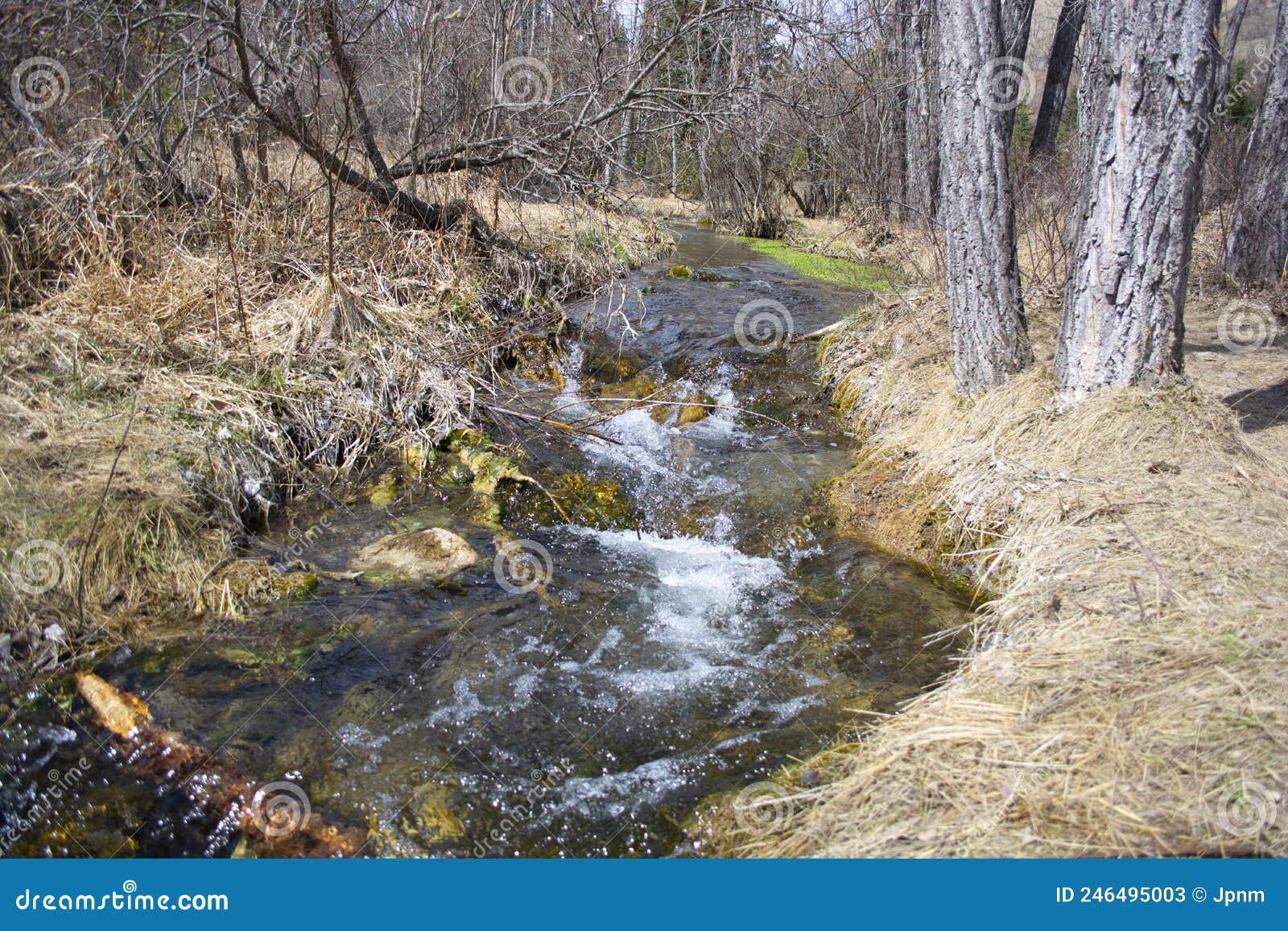 Stream Flowing through Forest in Early Spring Stock Image - Image of ...