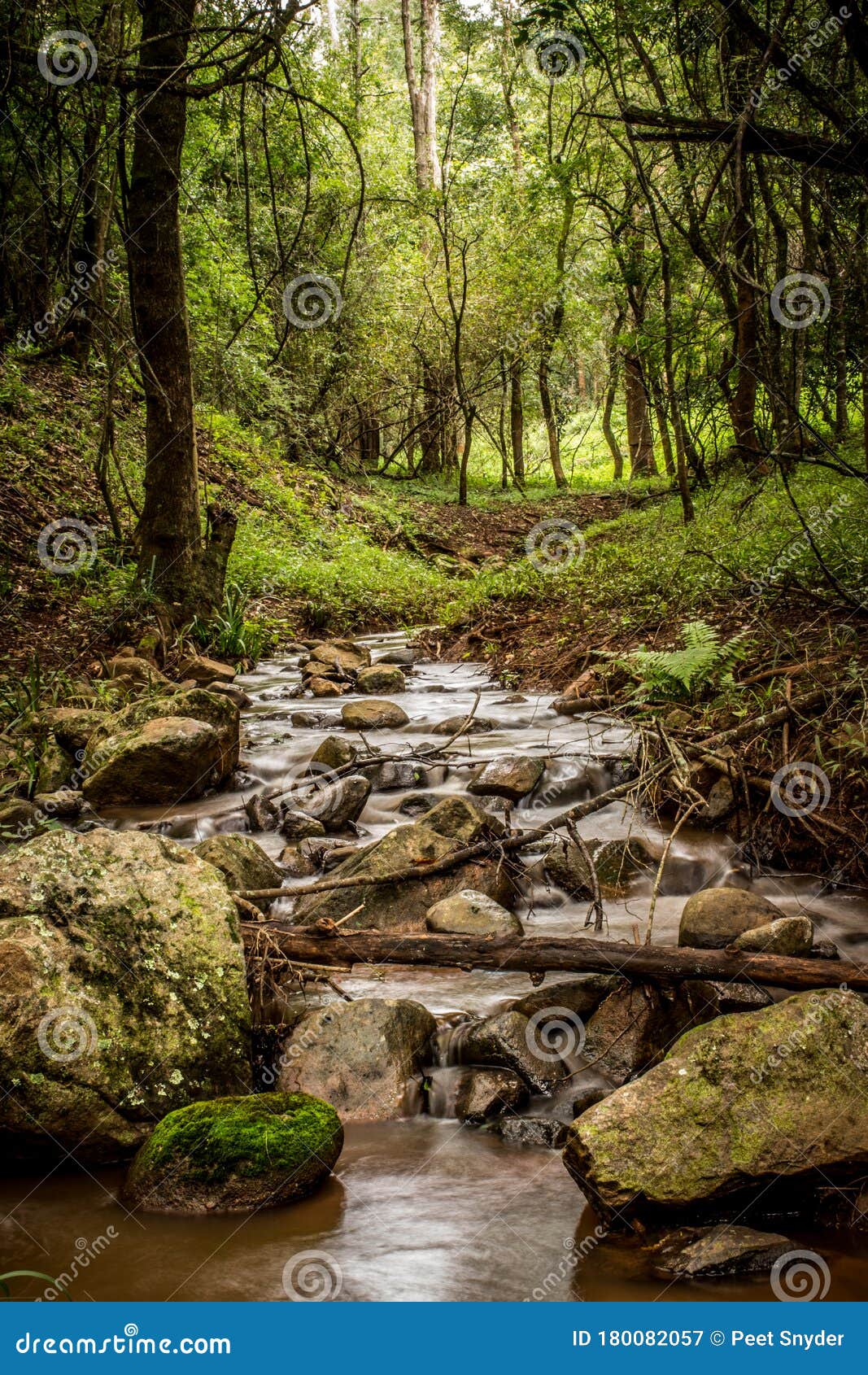 Stream Flowing in a Forrest Stock Image - Image of trail, rock: 180082057