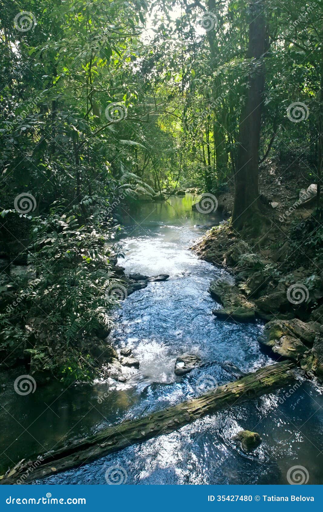 Stream Flowing in Lush Tropical Forest Stock Photo - Image of brook ...