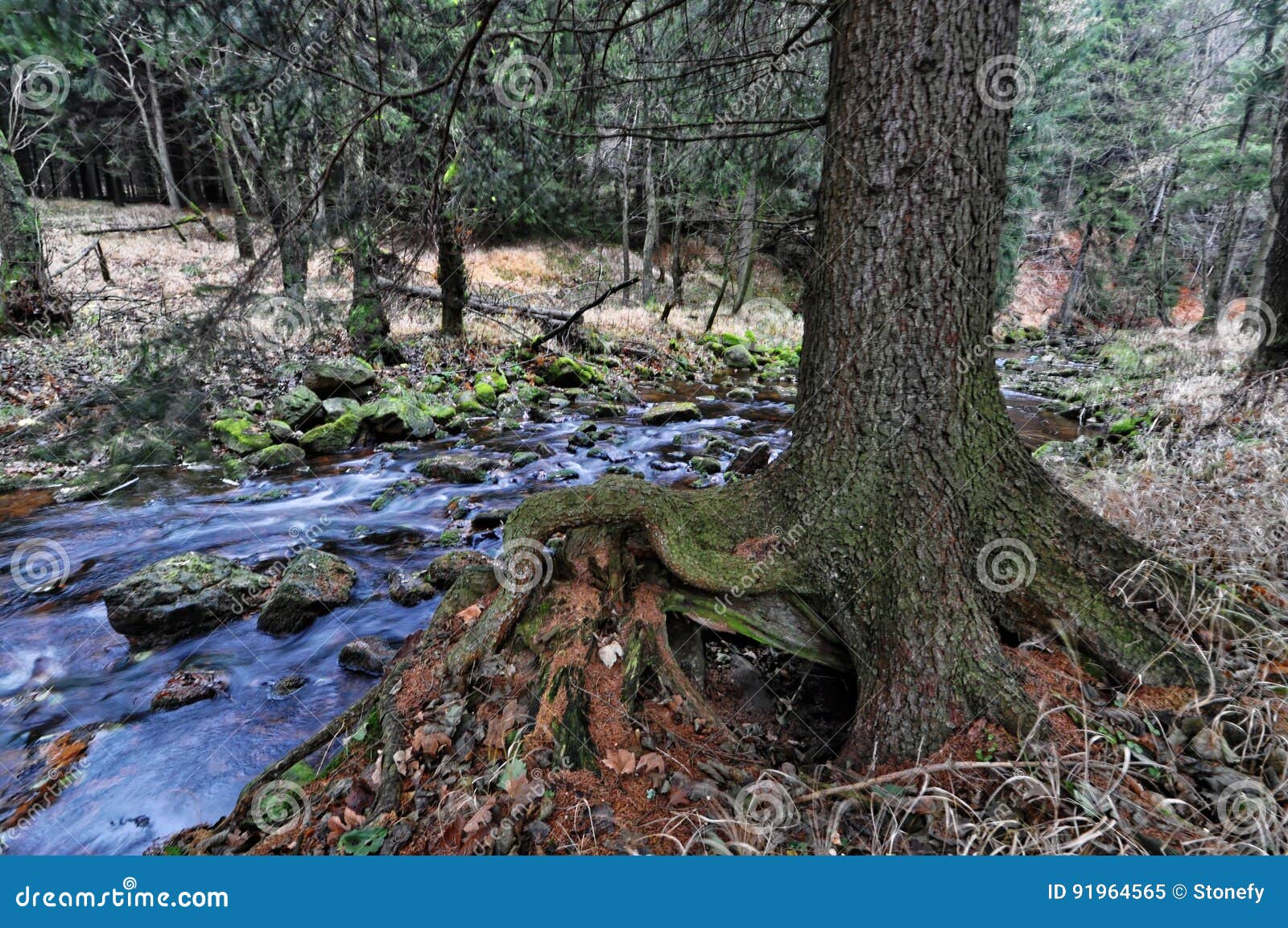 Stream Flowing in the Middle of the Forest Stock Image - Image of blue ...