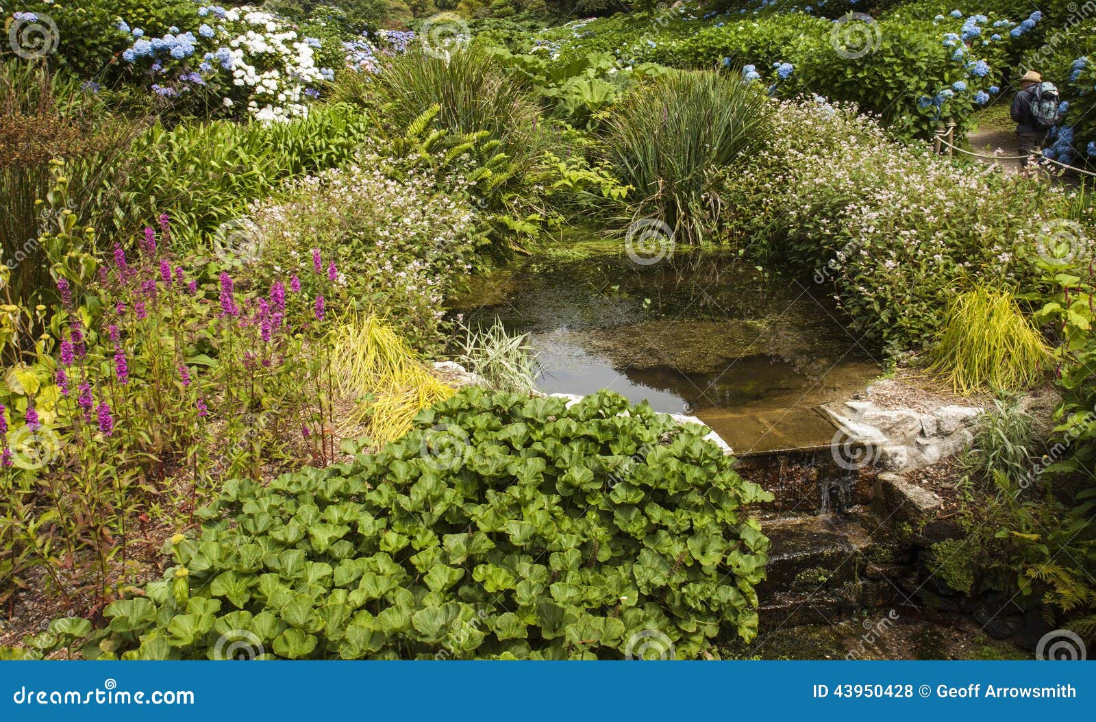 Stream Flowing Over Steps at Trebah Gardens,Cornwall Stock Photo ...