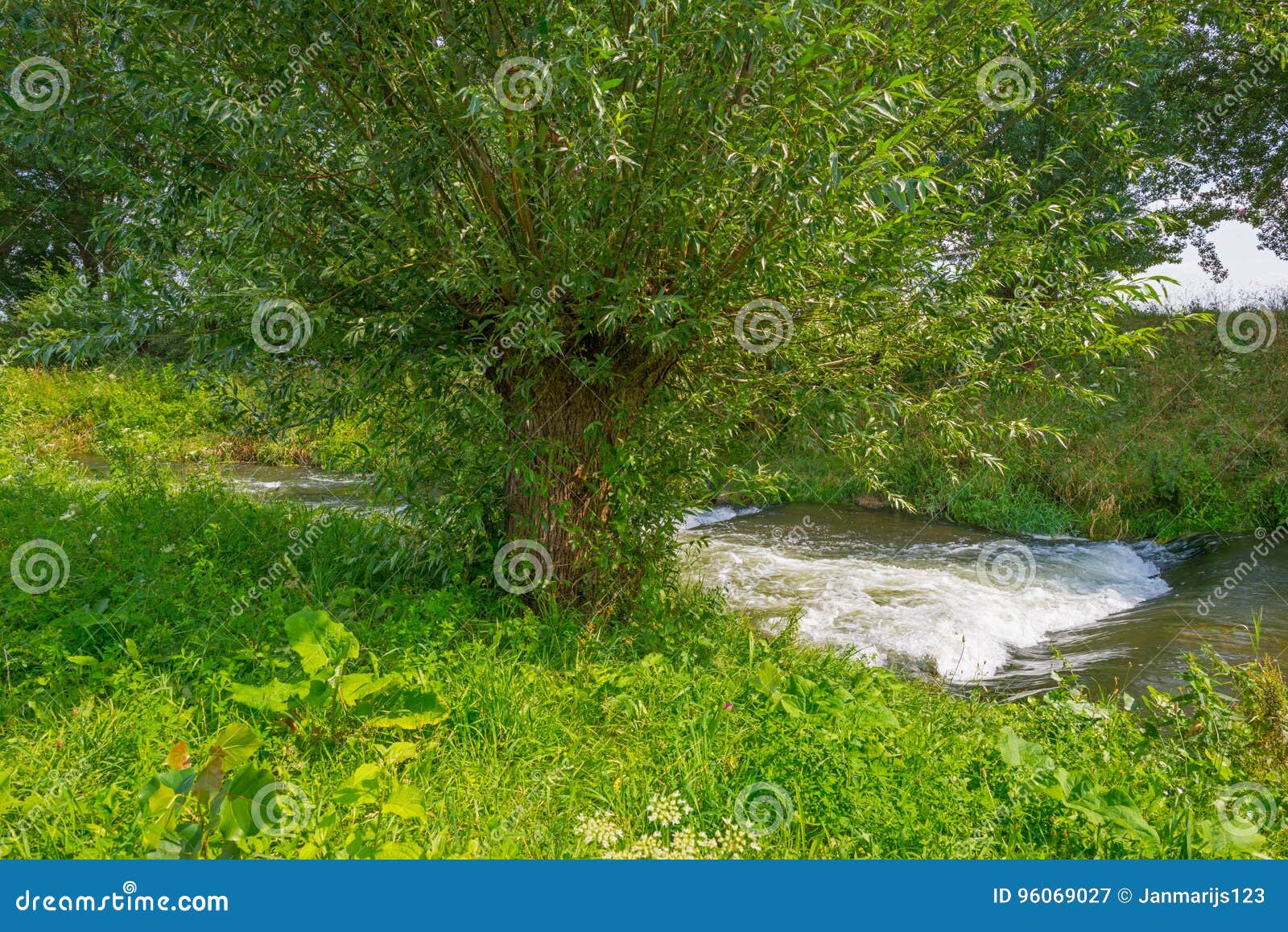Stream Flowing through a Tree Lined Field in Sunlight Stock Image ...