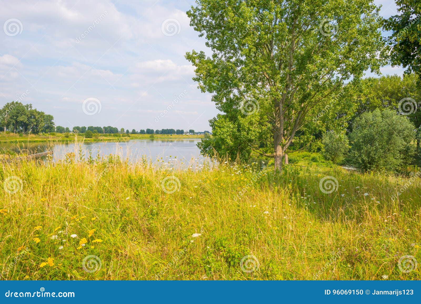 Stream Flowing through a Tree Lined Field in Sunlight Stock Photo ...