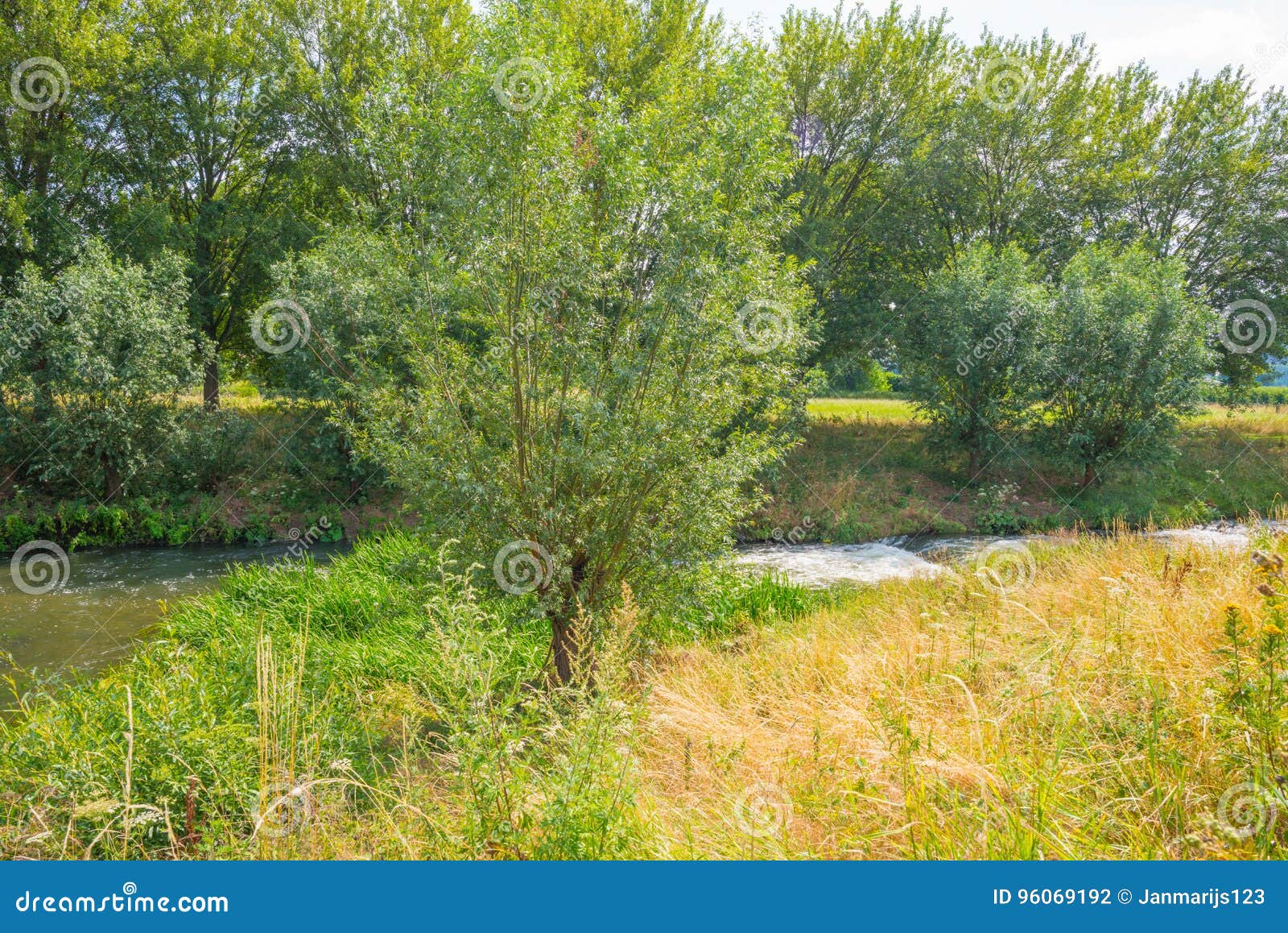 Stream Flowing through a Tree Lined Field in Sunlight Stock Photo ...
