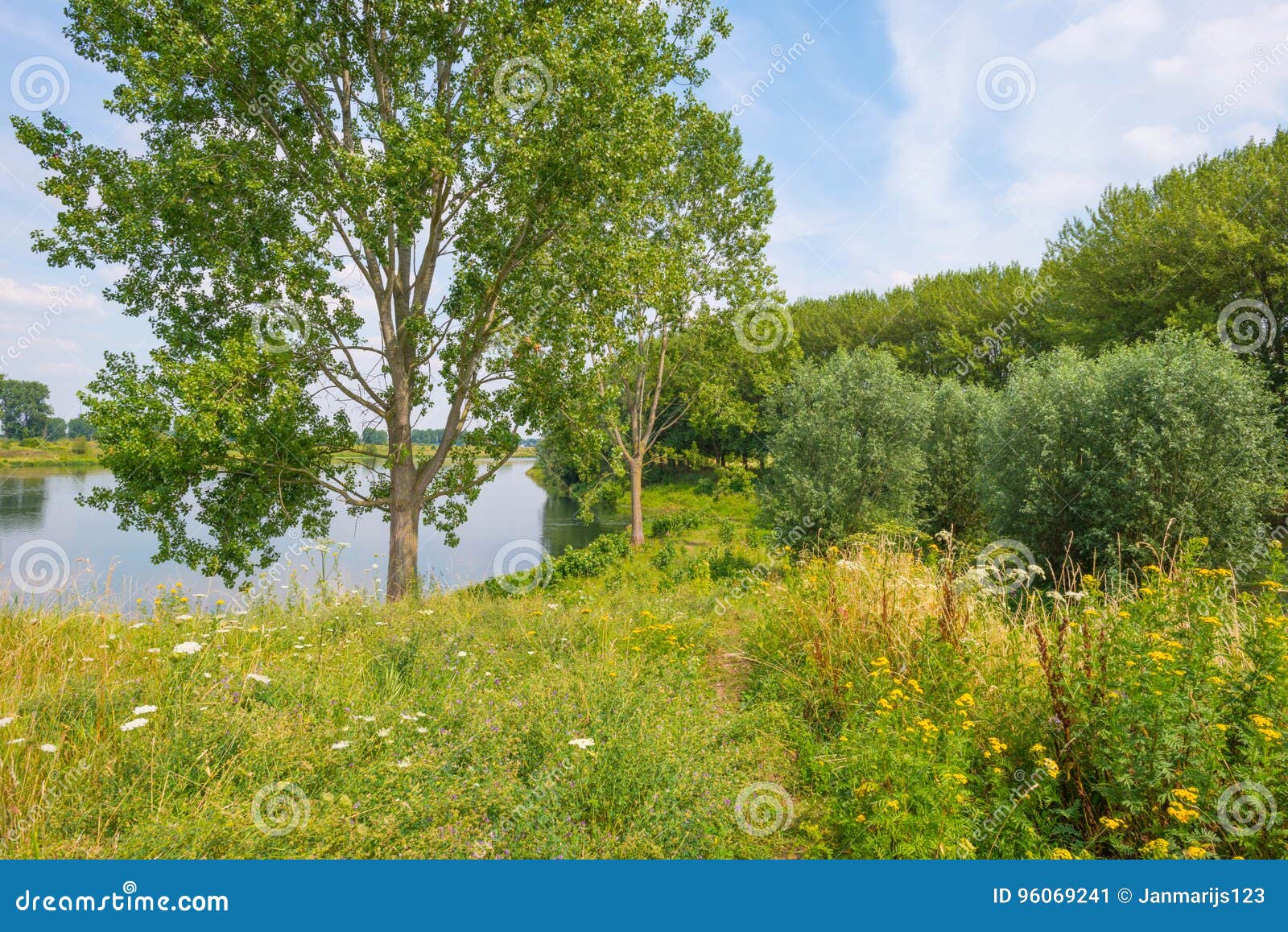 Stream Flowing through a Tree Lined Field in Sunlight Stock Image ...
