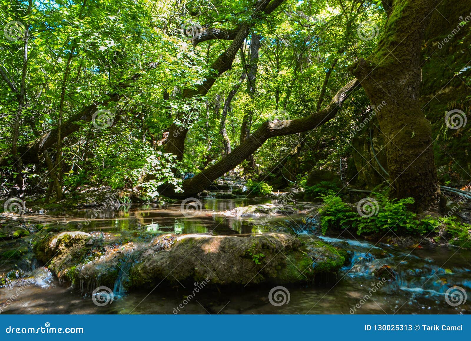 Stream Flowing through Trees Horizontal Stock Image - Image of board ...