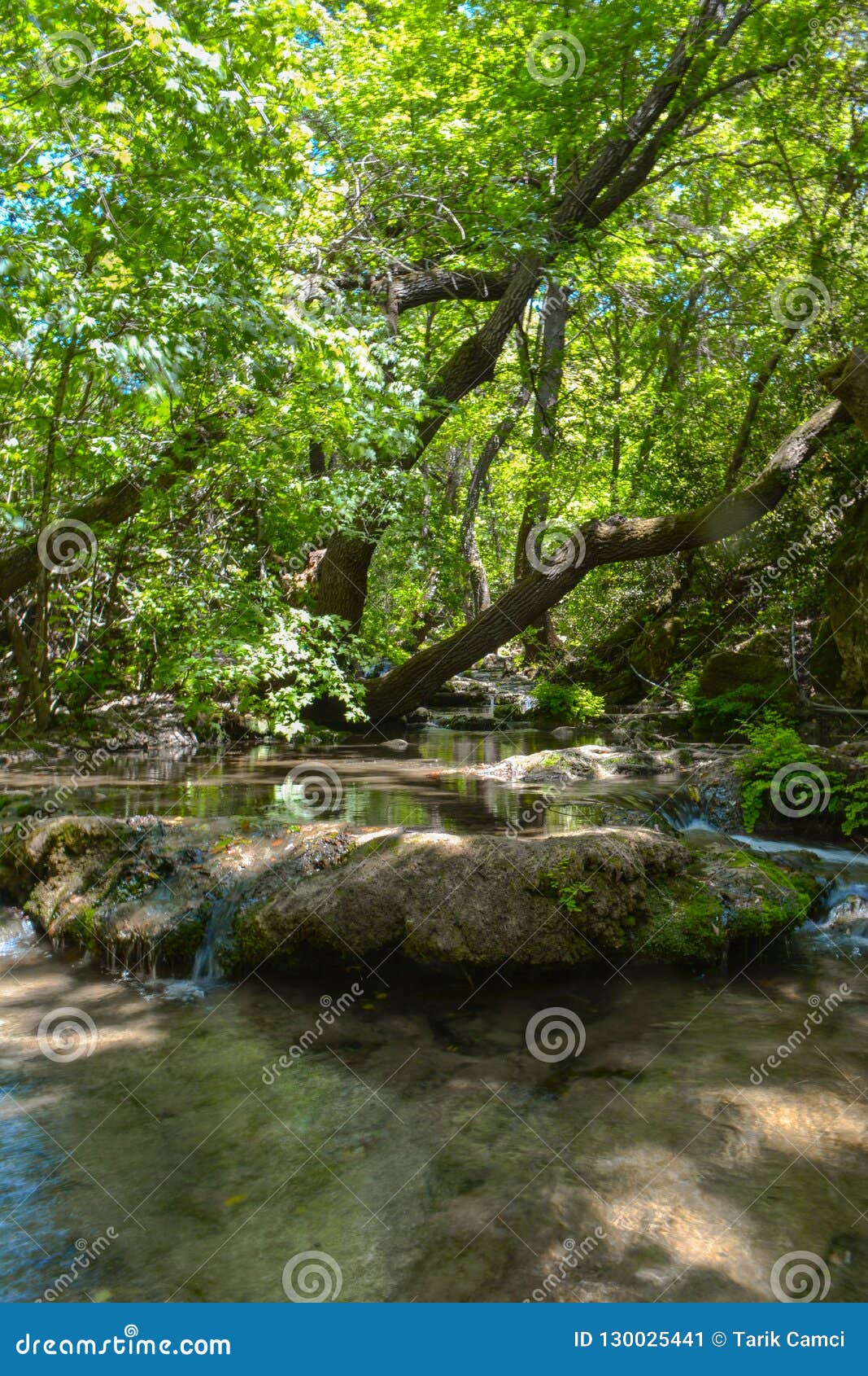 Stream Flowing through Trees Vertical Stock Image - Image of river ...