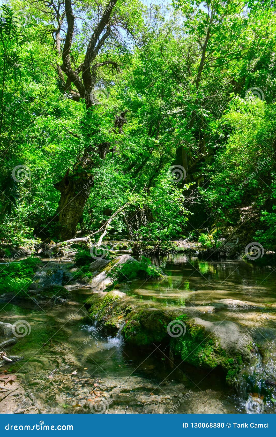 Stream Flowing through Trees Vertical. Stock Photo - Image of herbs ...