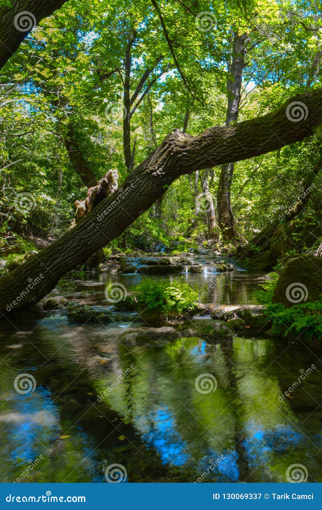 Stream Flowing through Trees Vertical. Stock Image - Image of rivers ...