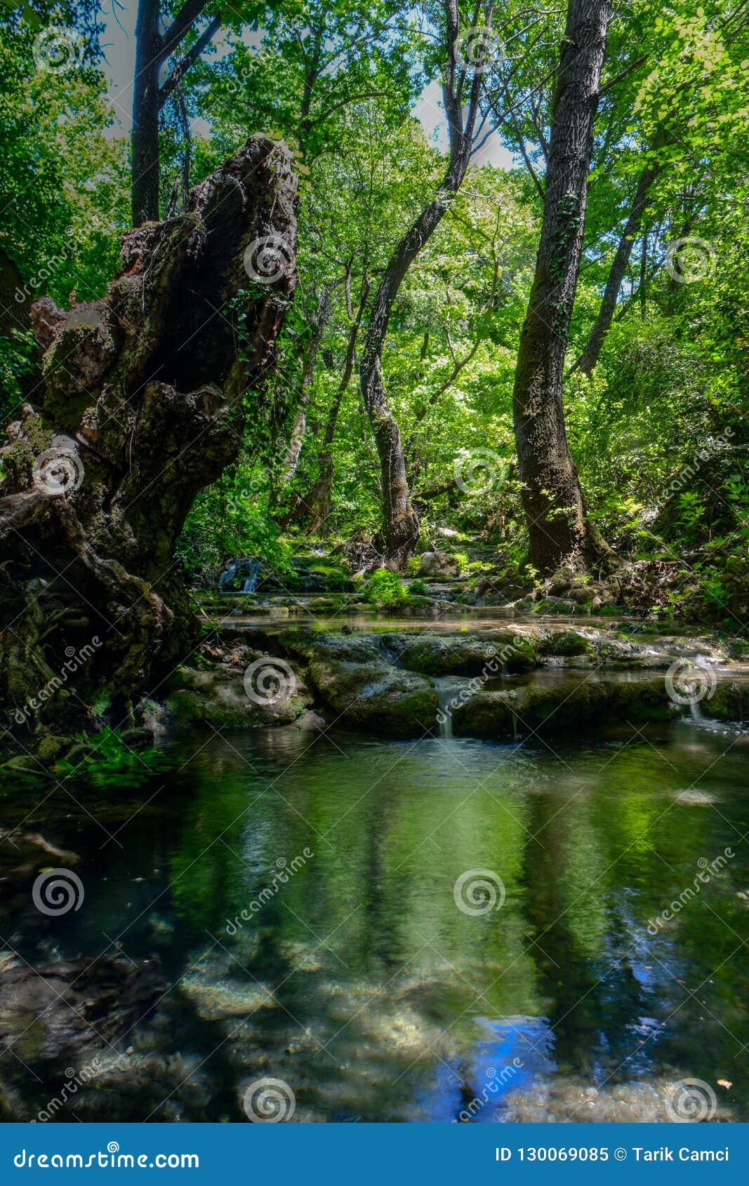 Stream Flowing through Trees Vertical. Stock Image - Image of blue ...