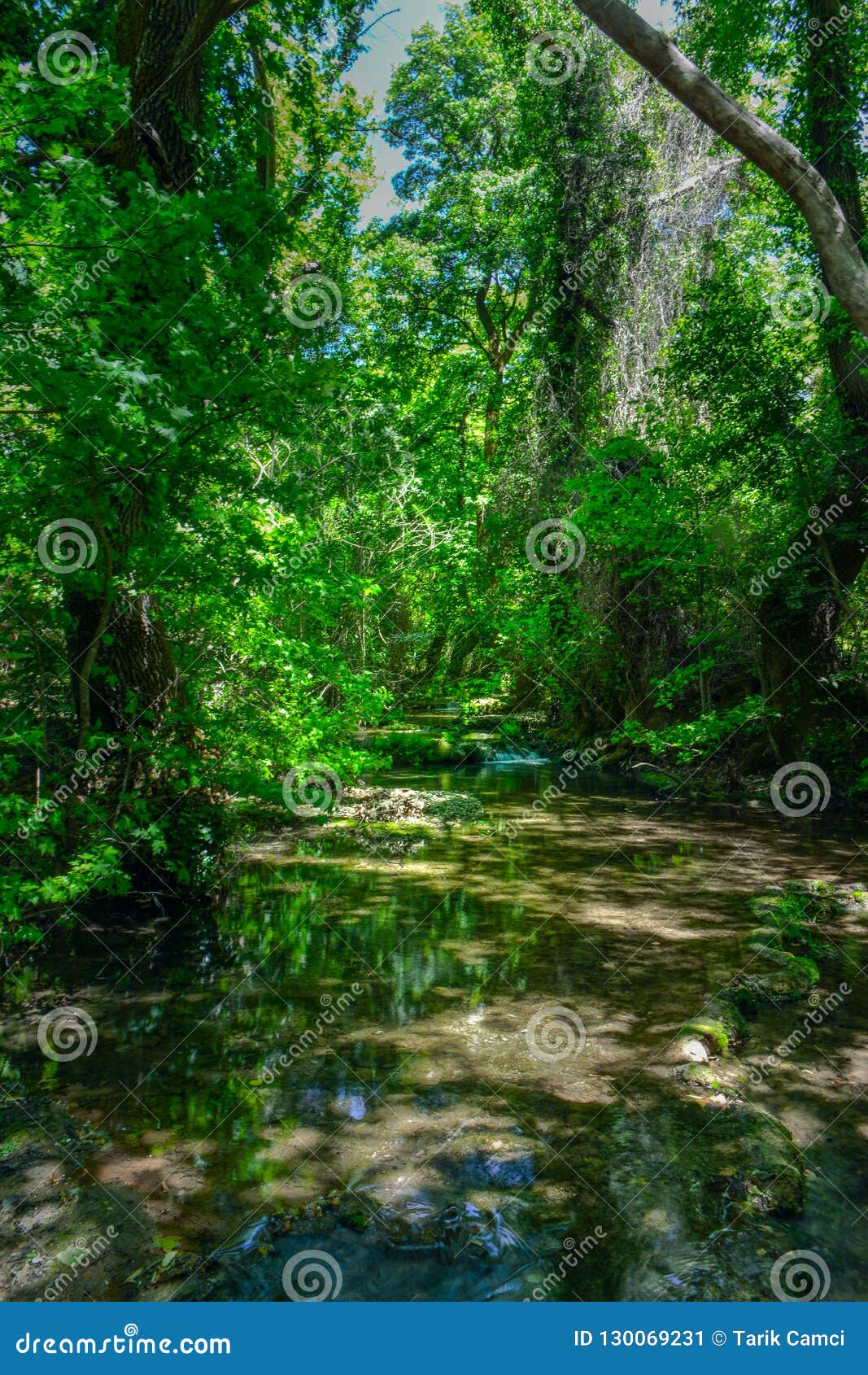 Stream Flowing through Trees Vertical. Stock Image - Image of herb ...
