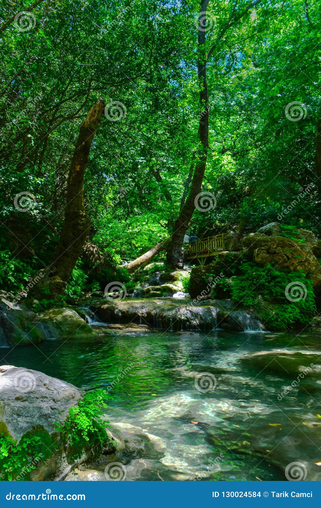 Stream Flowing through Trees Vertical Stock Photo - Image of flowing ...