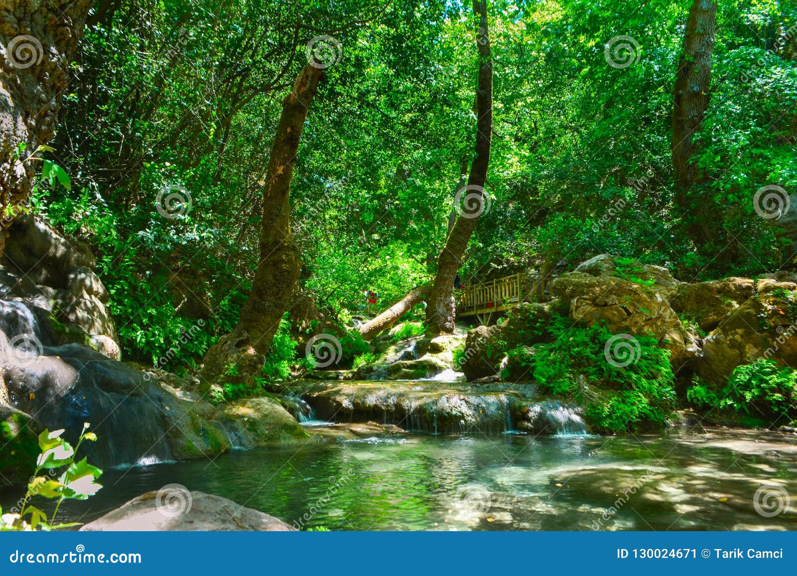 Stream Flowing through Trees Vertical Stock Image - Image of peace ...