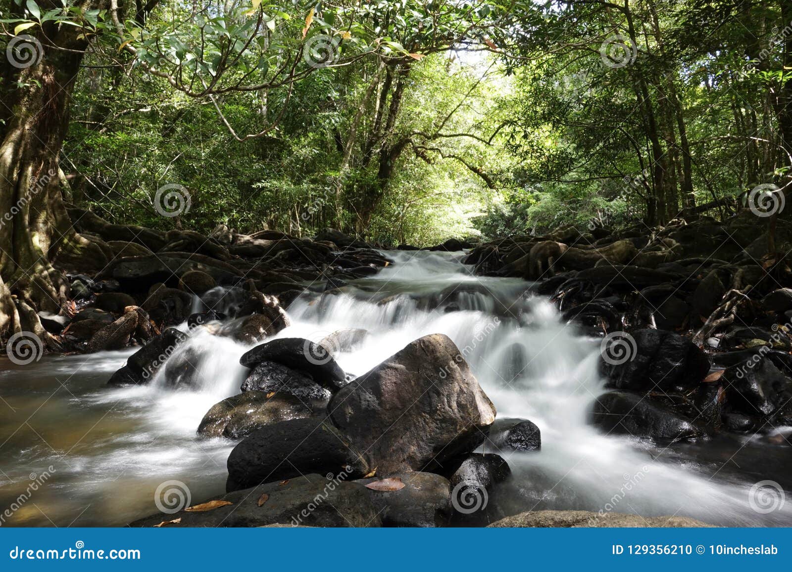 Stream Flowing in Tropical Forest Stock Photo - Image of flowing ...