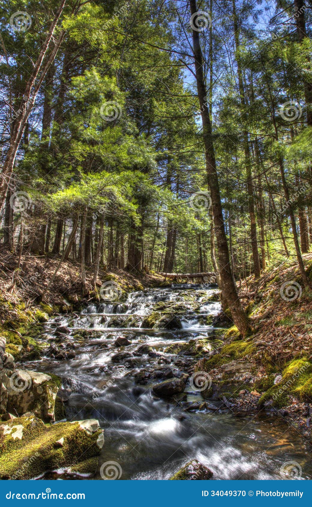 Stream Flows Around Tall Trees Stock Photo - Image of conservation ...