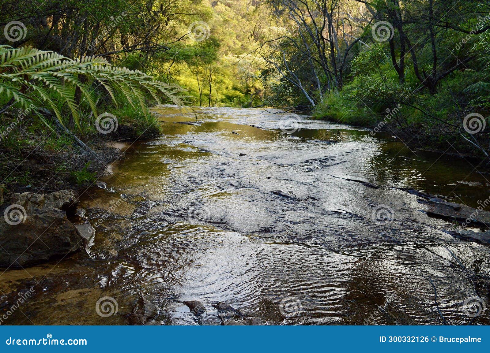 A Slow Moving Stream Flows through the Forest on a Sunny Afternoon ...
