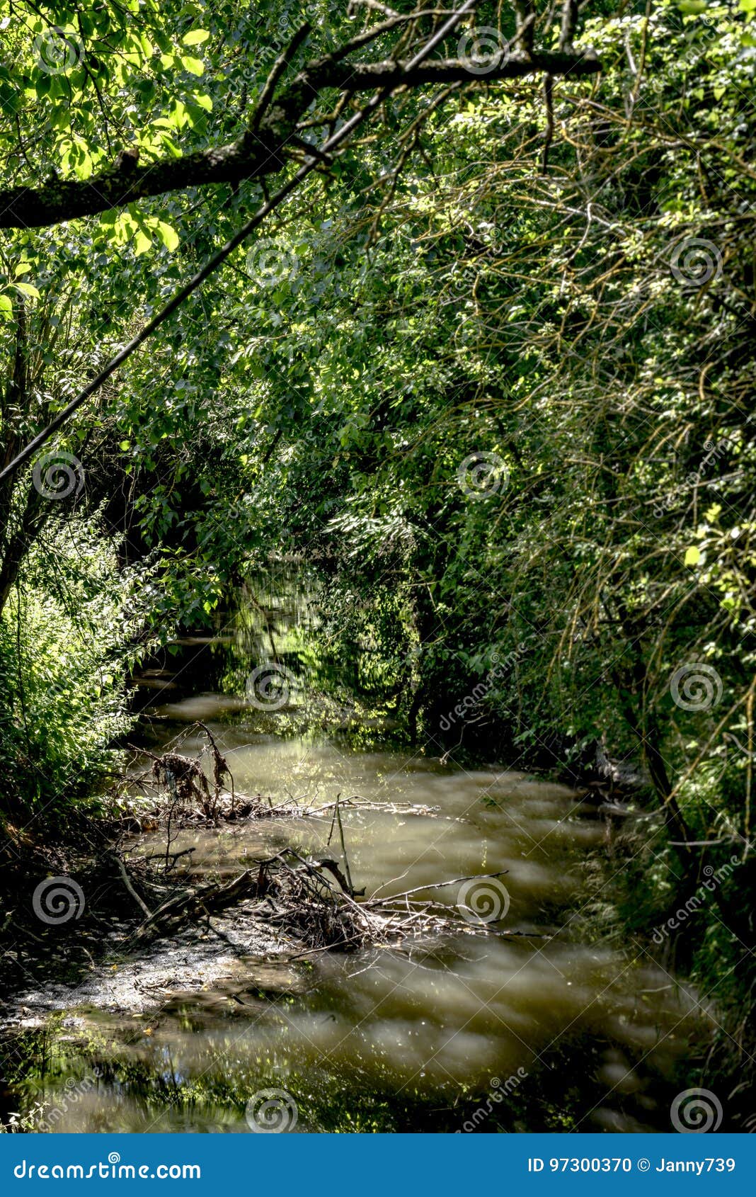 Stream Flows through a Fairy Forest Stock Photo - Image of fairy ...