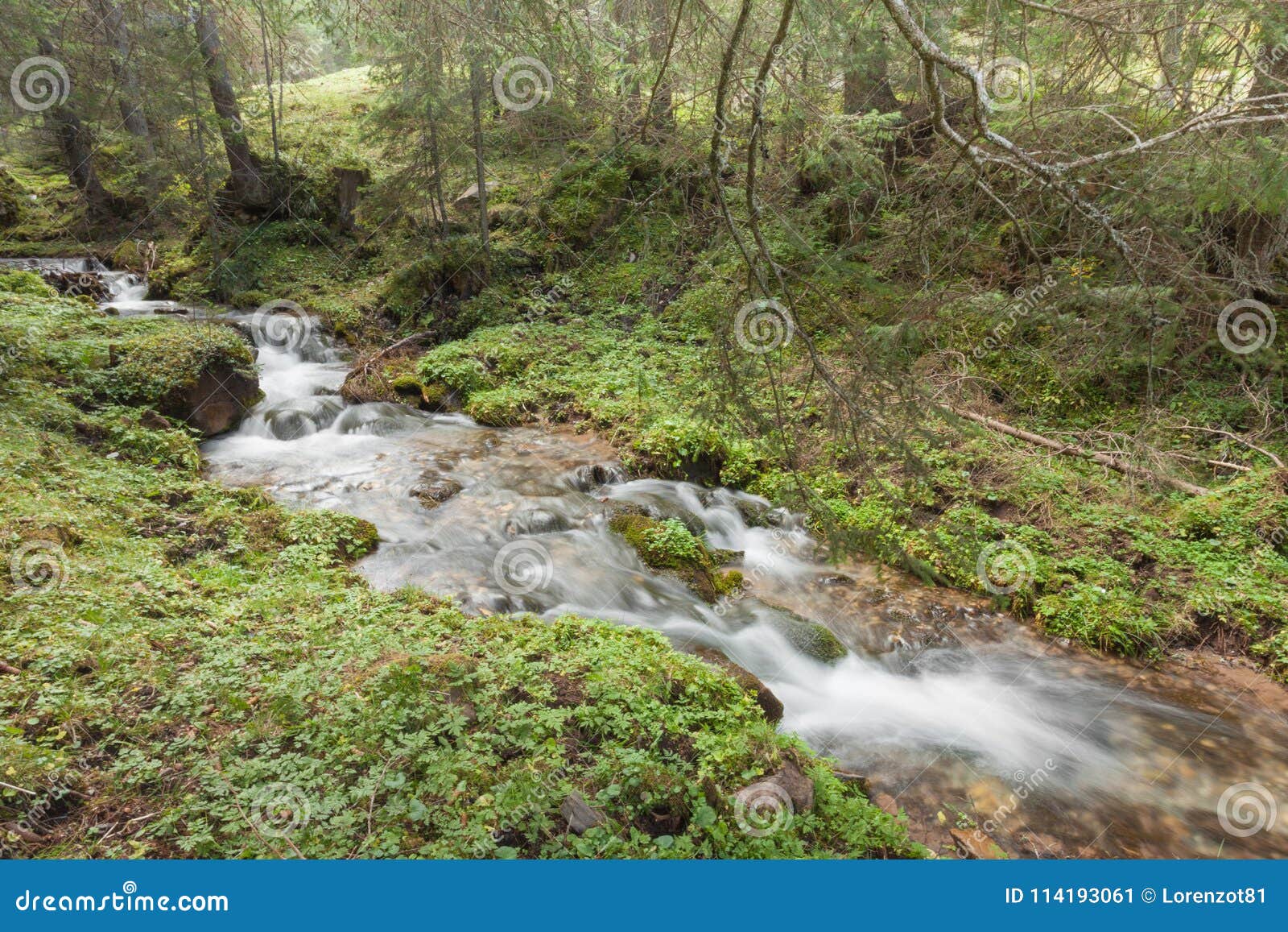 A Stream Flows in the Forest, Italian Alps Stock Image - Image of ...