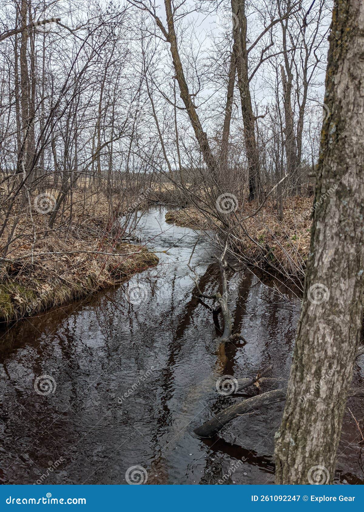 Stream Flows Gently through Light Tree Coverage Nea a Field Stock Image ...