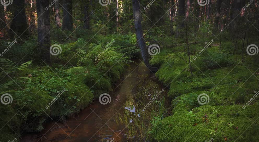 A Stream Flows in a Magical Forest among Ferns and Moss in Summer Stock ...