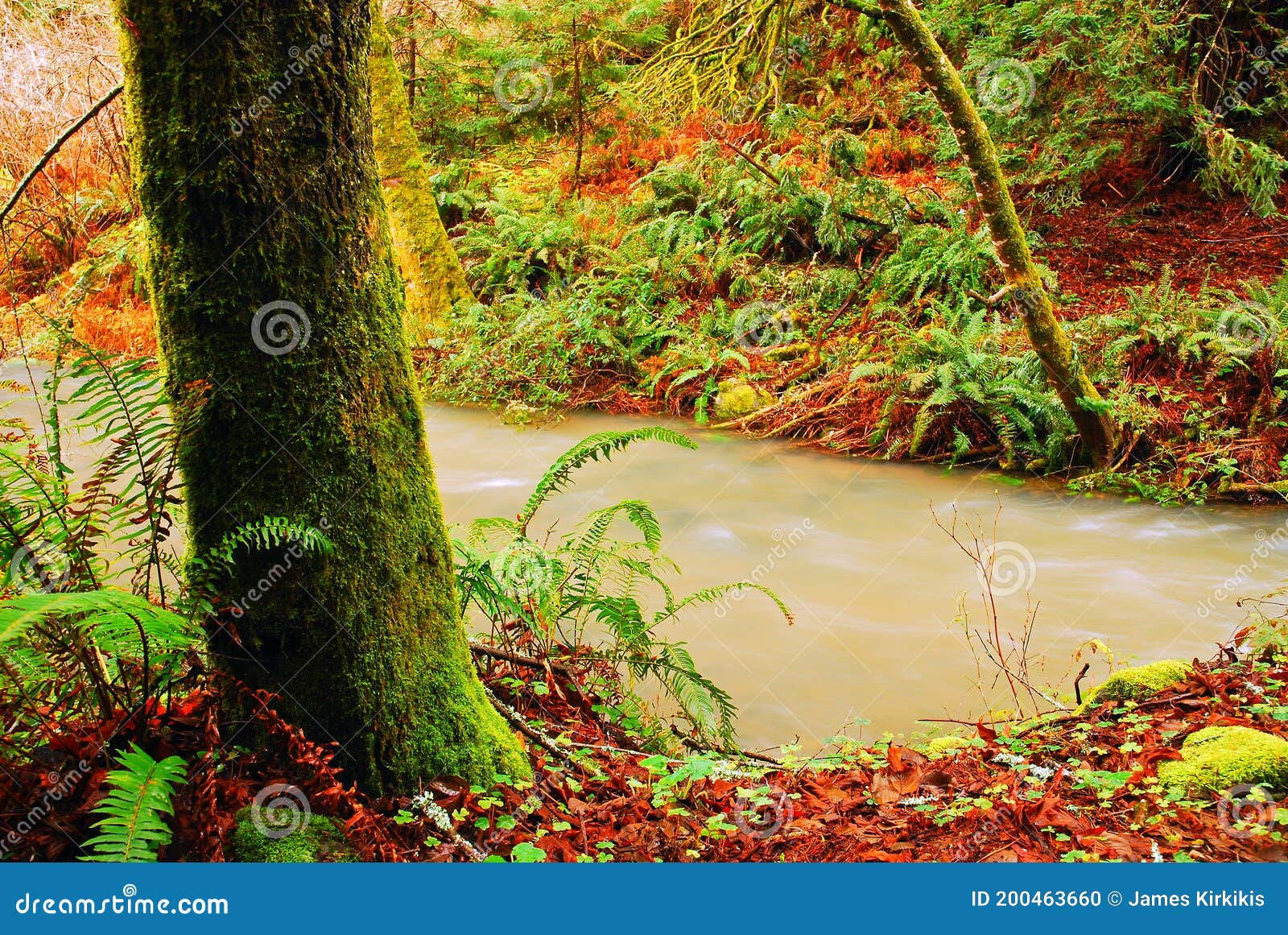 A Stream Flows through a Rainy Forest Stock Photo - Image of monument ...