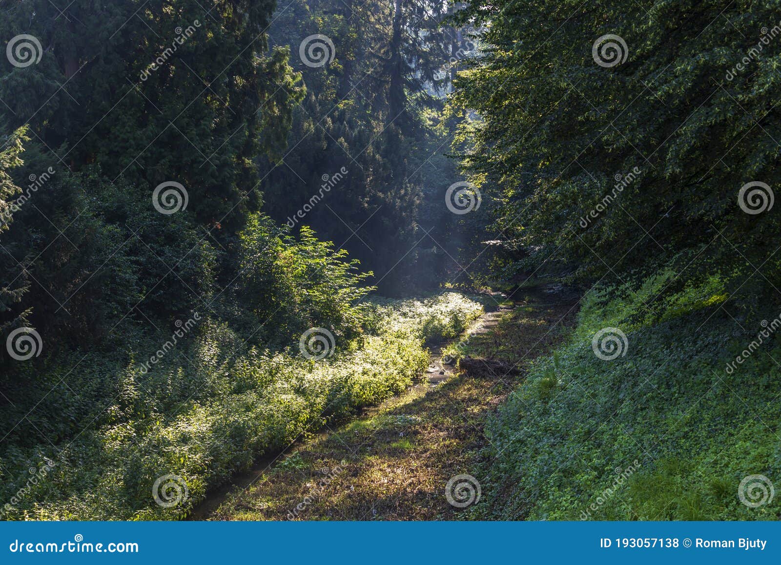 A Stream that Flows between Trees. the Sun Shines through the Branches ...