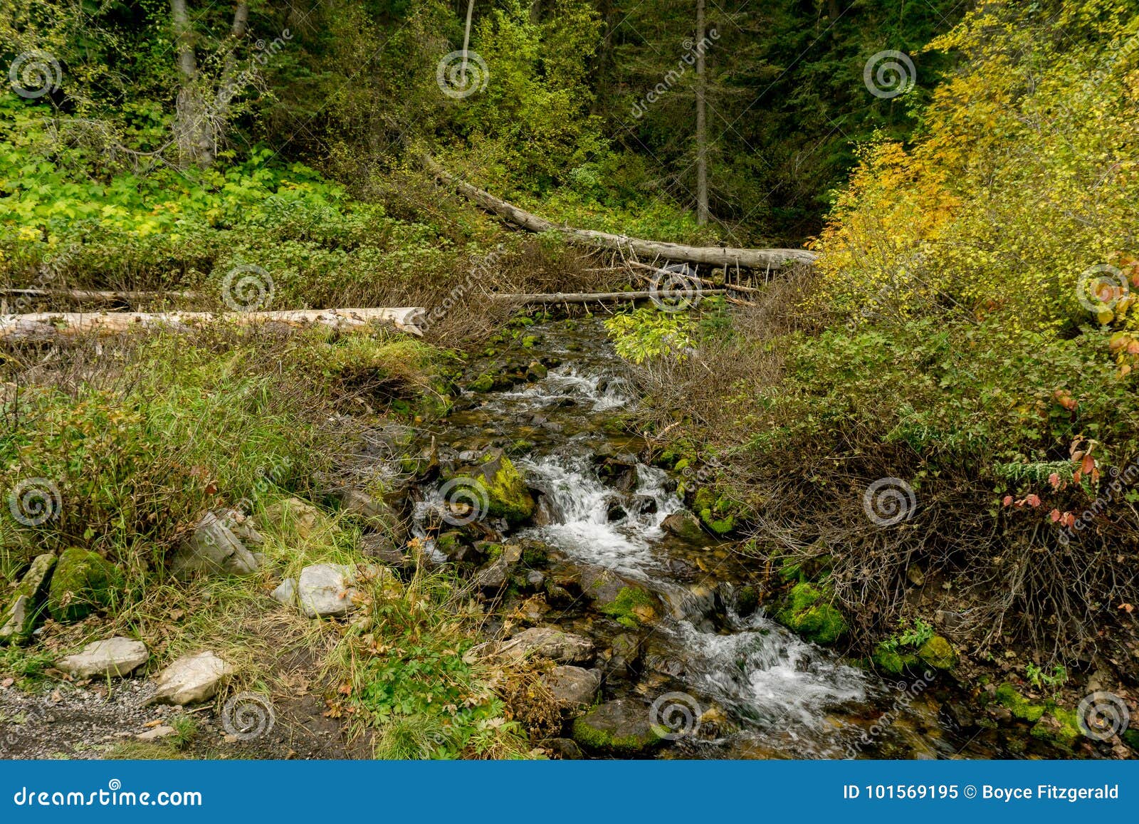Stream Flows through the Utah Mountains in Autumn Stock Image - Image ...