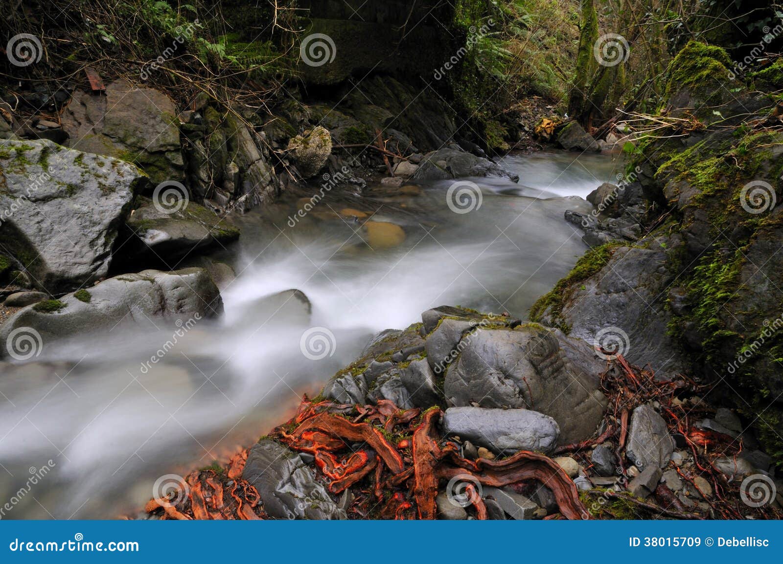 Stream and fluid movement stock image. Image of wilderness - 38015709