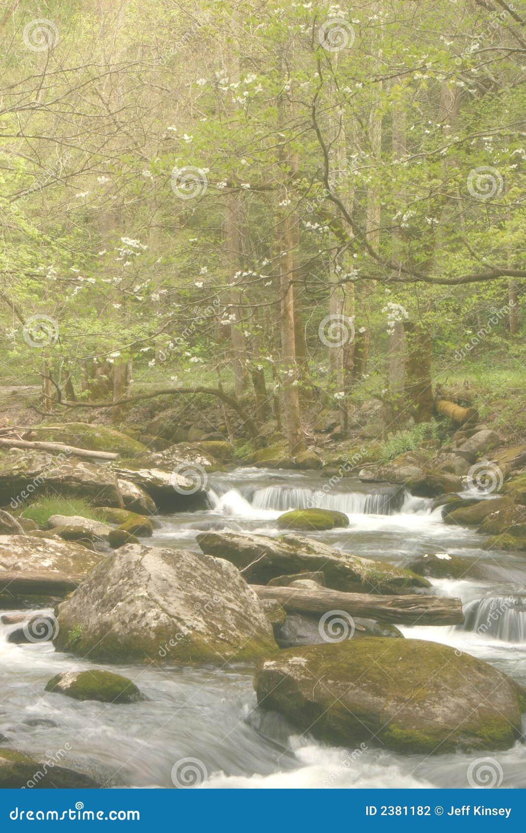 Stream in Fog stock photo. Image of park, dogwood, rural - 2381182