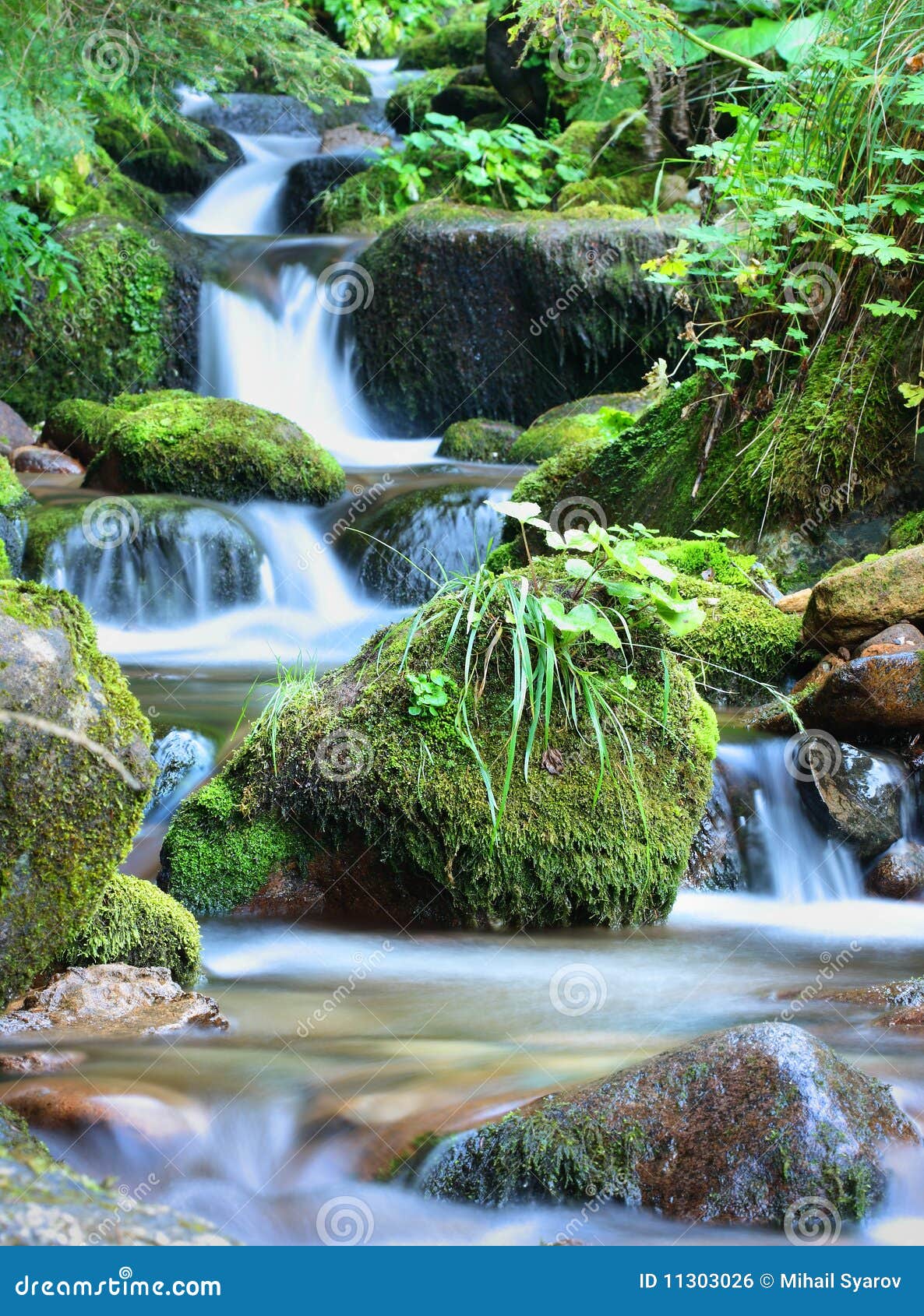 Stream in the Forest stock photo. Image of outdoor, forest - 11303026