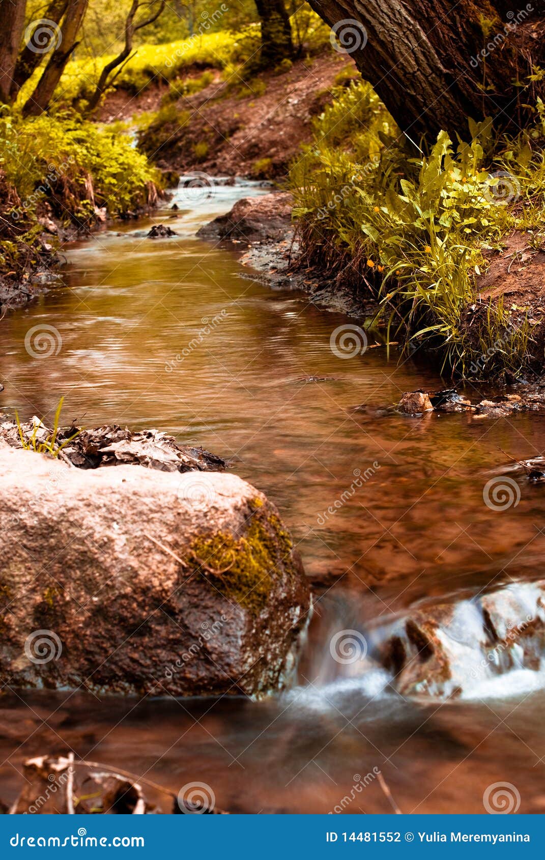 Stream in forest stock photo. Image of colorful, foliage - 14481552