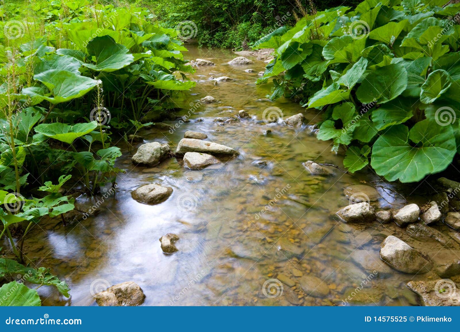 Stream in forest stock image. Image of light, tree, clear - 14575525