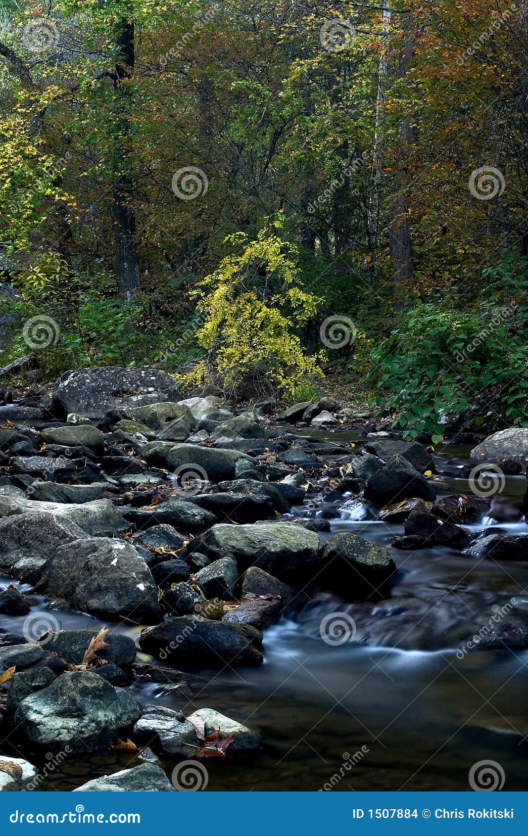 Stream in Forest stock photo. Image of outside, waterfall - 1507884