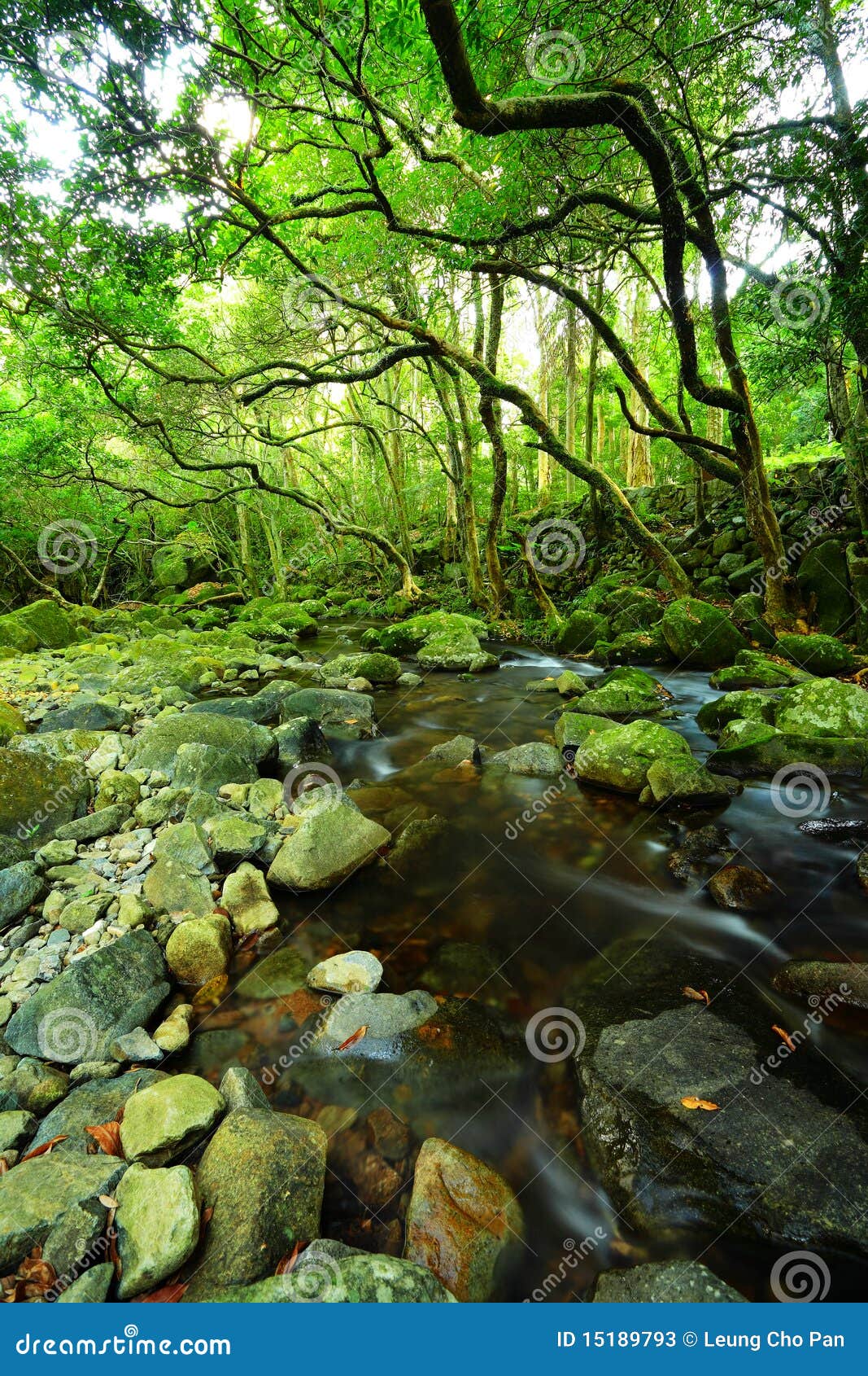 Stream in forest stock image. Image of peace, beauty - 15189793