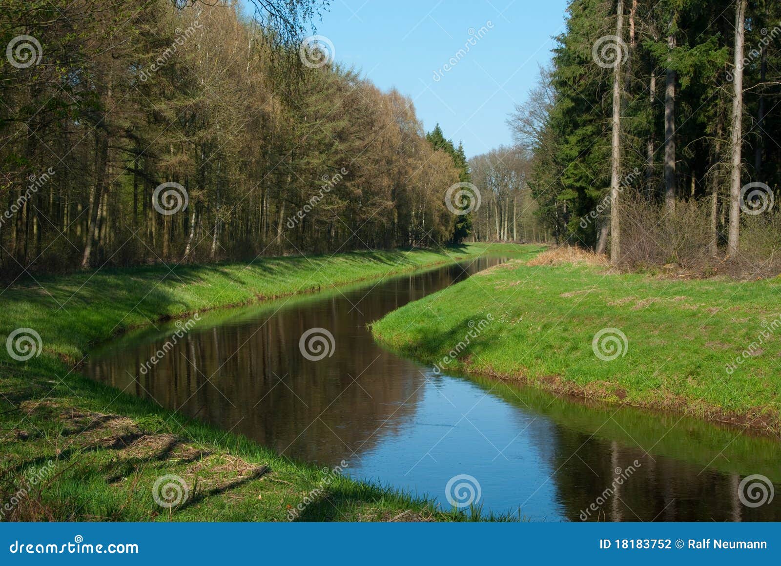 Stream through a forest stock photo. Image of water, tree - 18183752