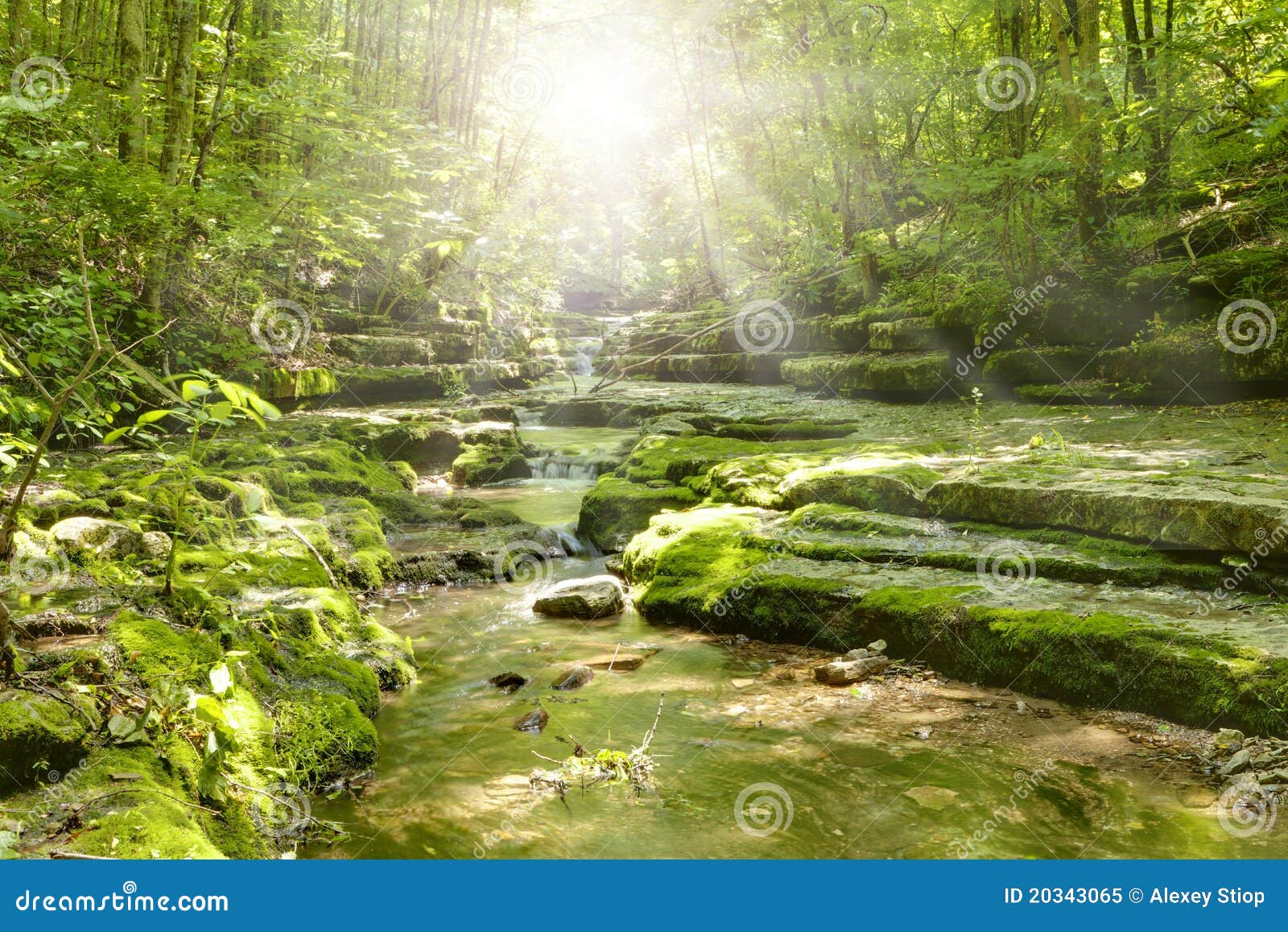 Stream in the forest stock image. Image of erosion, green - 20343065