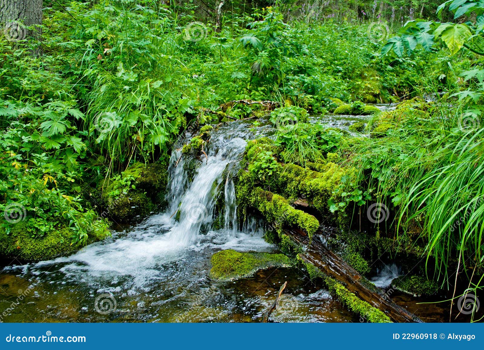 Stream in forest stock photo. Image of color, moisture - 22960918