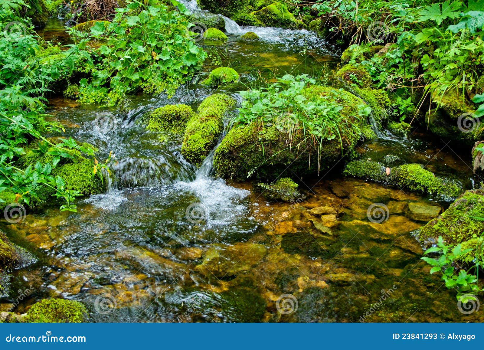 Stream in forest stock image. Image of peaceful, landscape - 23841293
