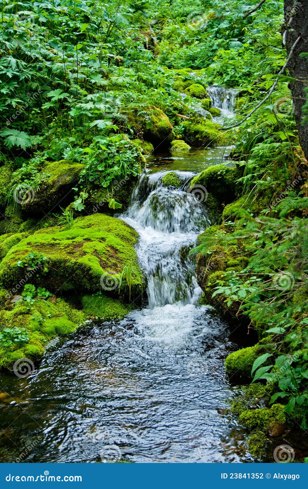 Stream in forest stock photo. Image of moss, rocky, natural - 23841352