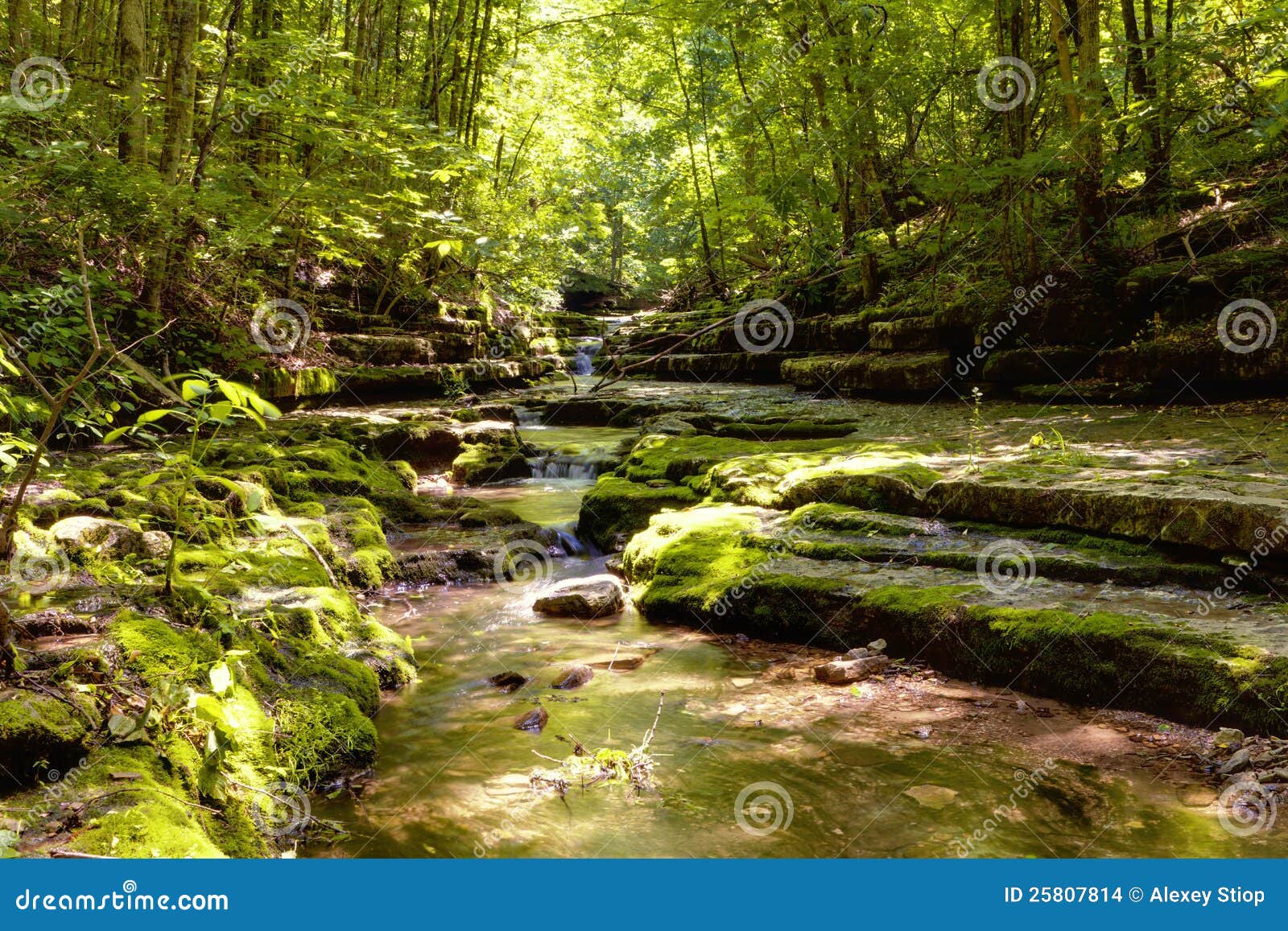 Stream in the forest stock photo. Image of transparent - 25807814