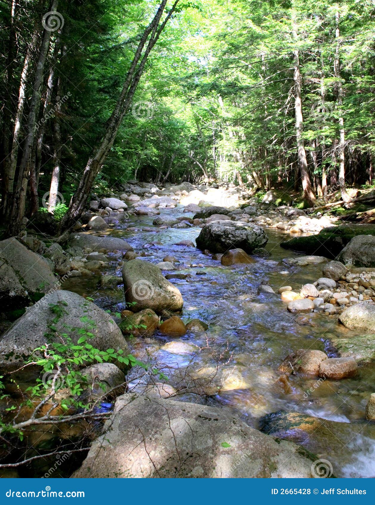 Stream in the forest stock photo. Image of forest, white - 2665428