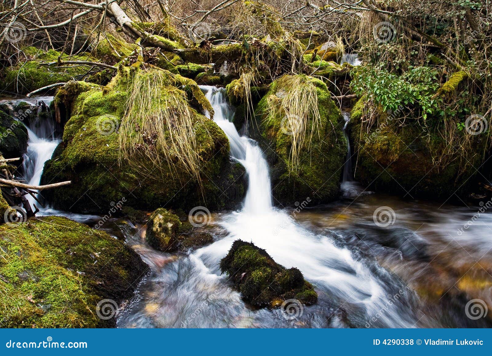 Stream in the forest stock photo. Image of flow, creek - 4290338