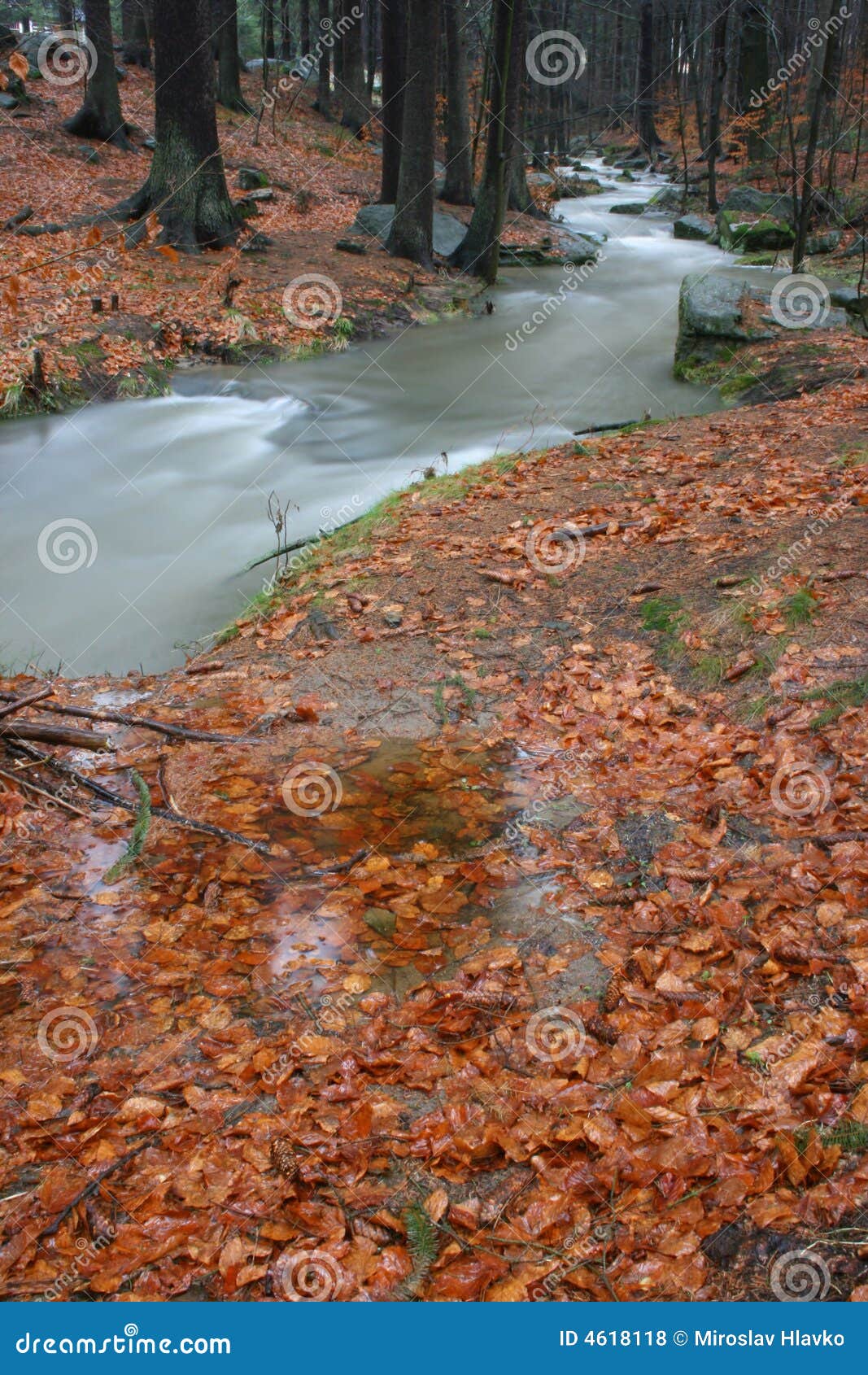 Stream in the forest stock photo. Image of natural, river - 4618118