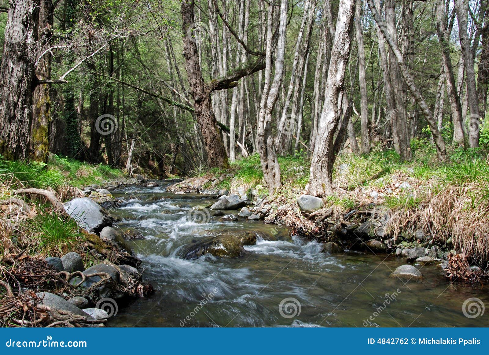 Stream in the forest stock photo. Image of adventure, landscape - 4842762