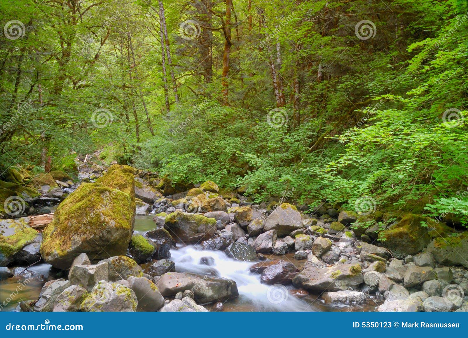 Stream in the forest stock image. Image of forest, washington - 5350123