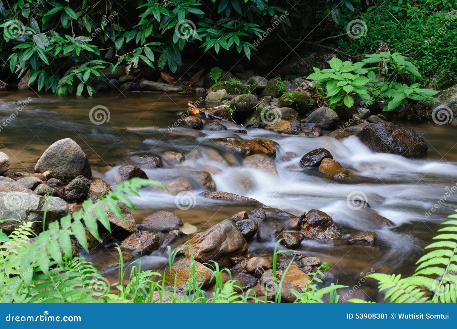Streamlet stock image. Image of nature, brook, rain, effect - 53908381
