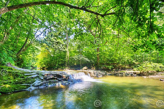 Stream in the forest stock image. Image of empty, rock - 7760993
