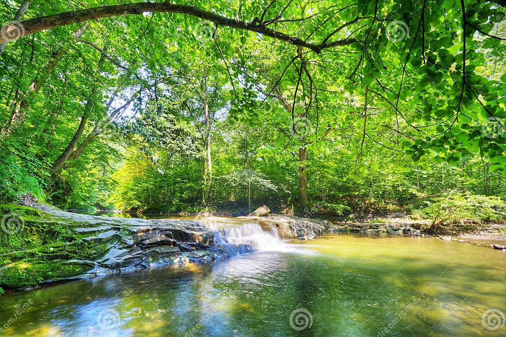 Stream in the forest stock image. Image of empty, rock - 7760993